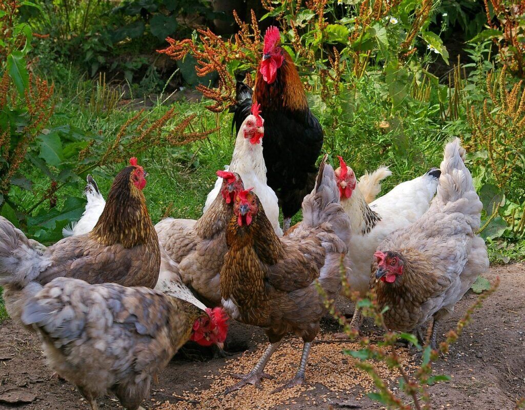 Methionine Chelated Selenium Helps Improve Poultry Dehydration ...